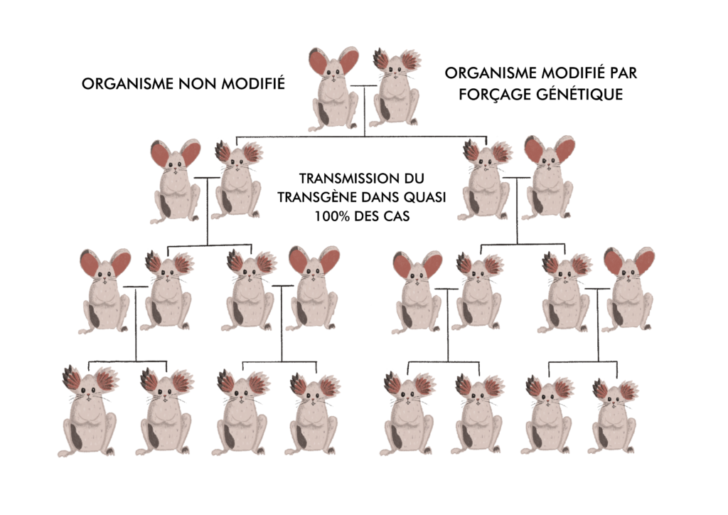 Les OGM : généralité – Inf'OGM