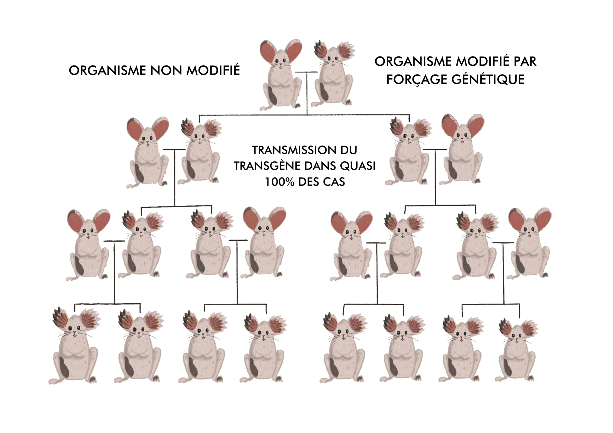 Les OGM : généralité – Inf'OGM