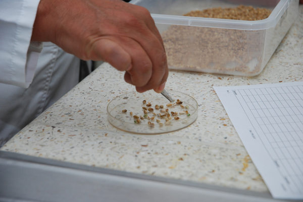 Quels sont les risques des OGM pour la santé ? – Inf'OGM